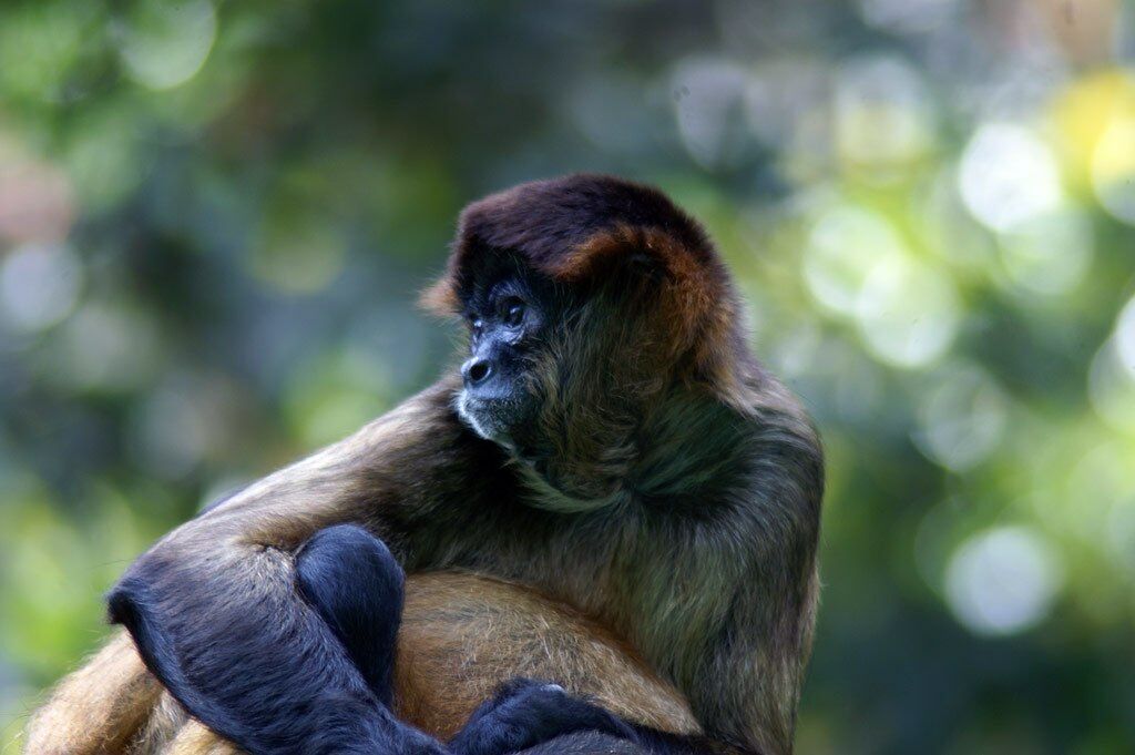 Cinco casos confirmados de infeção pela varíola dos macacos em Portugal